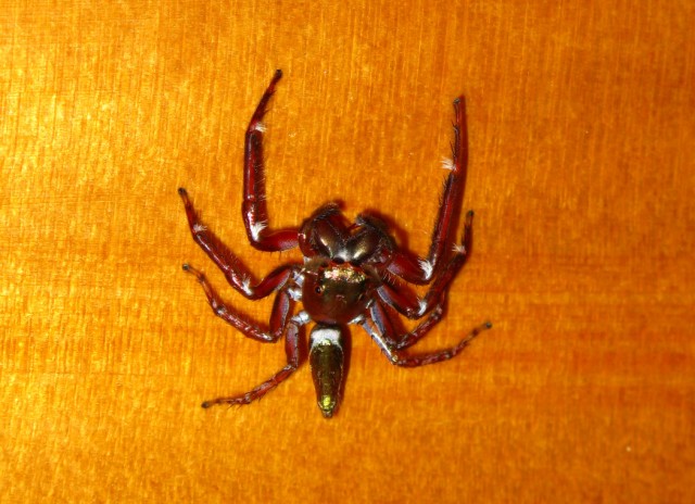 Blake and Deb in Fiji: Fiji Critter Profile - Spiders